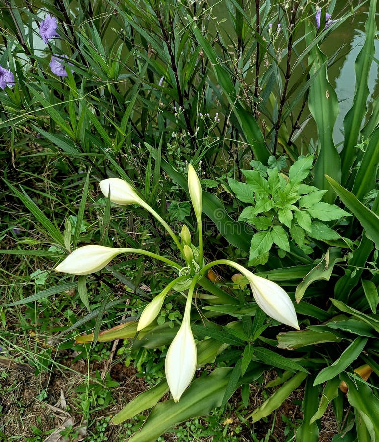 White crinum lily flower stock image. Image of beautiful - 324271481