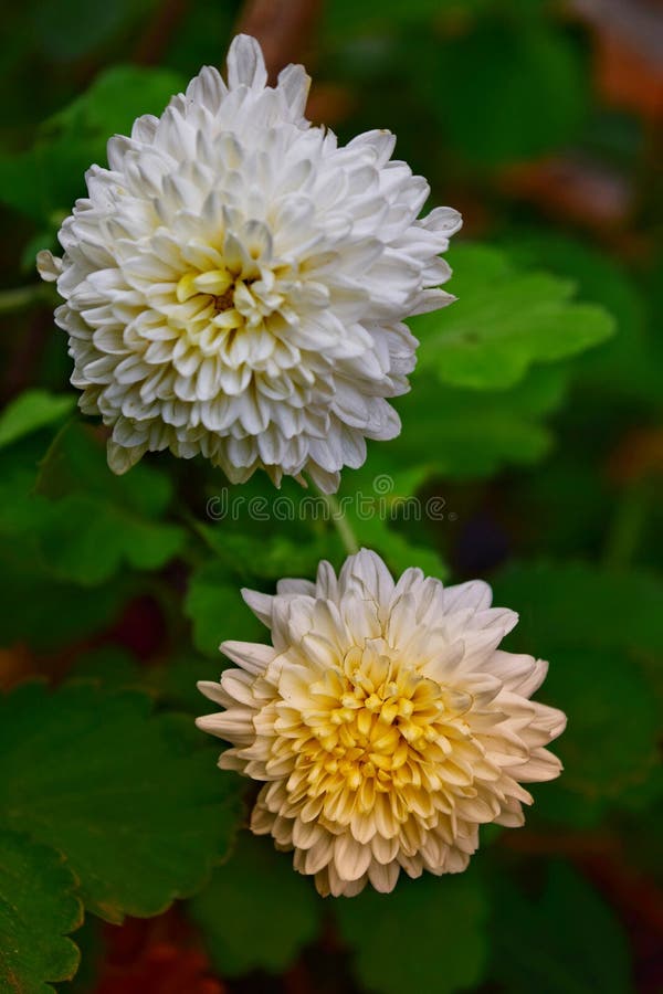 White Crisan Stock Photos - Free & Royalty-Free Stock Photos from ...