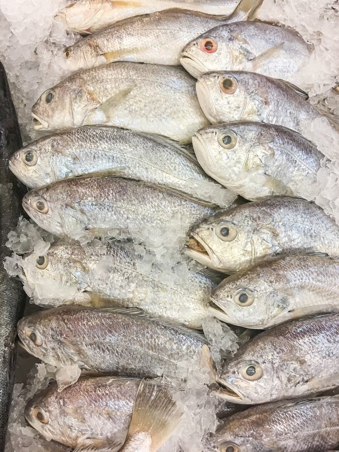 319 Croaker Fresh Stock Photos - Free & Royalty-Free Stock Photos from ...