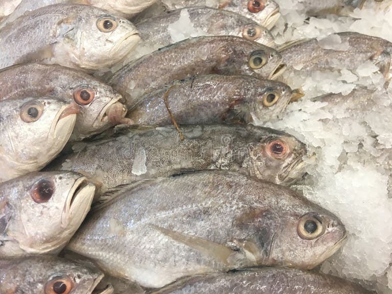 White Croaker on Ice stock photo. Image of healthy, fins - 349338432