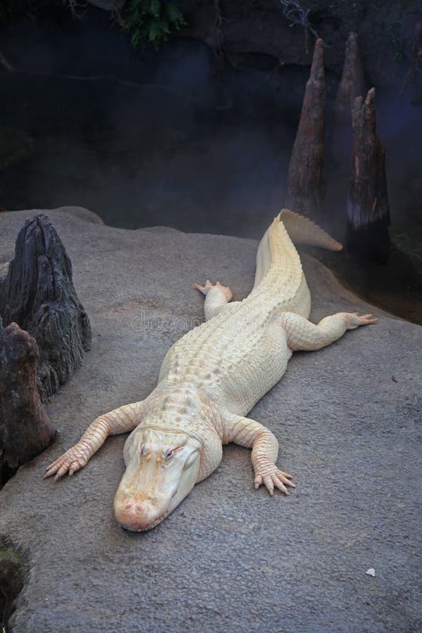 White Crocodile stock image. Image of albino, rare, hunting - 2628755
