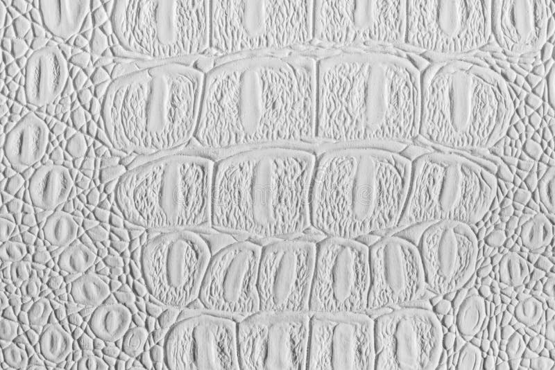 White Crocodile Leather Texture. Abstract Backdrop for Design with Copy ...