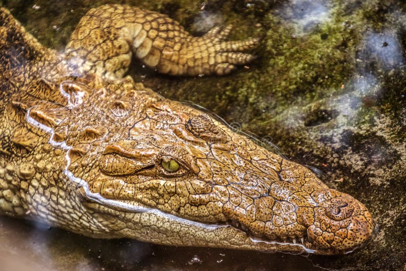 White Crocodile in the Water Stock Photo - Image of animal, africa ...