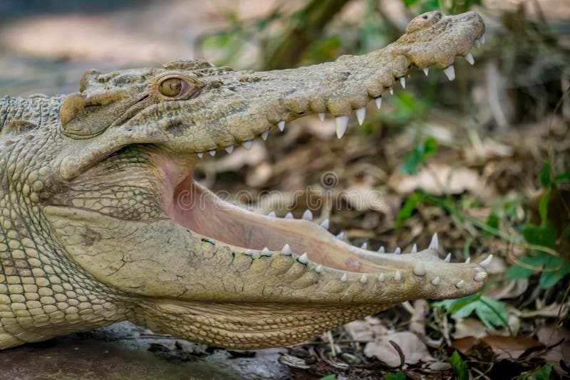 White Crocodile in the zoo stock image. Image of animal - 103746285