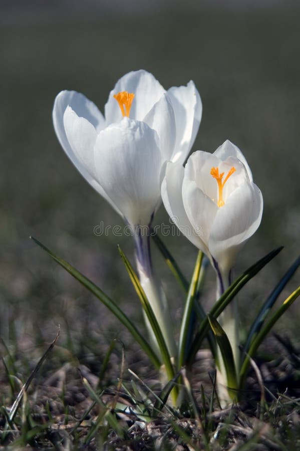 White crocus stock image. Image of garden, green, awaking - 13030079