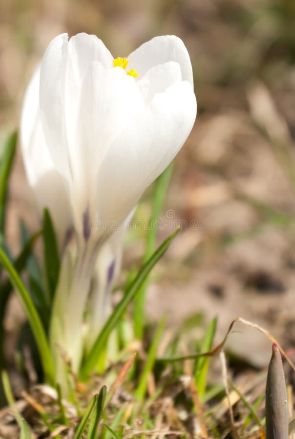 White crocus stock image. Image of plants, columbia, flower - 8730553