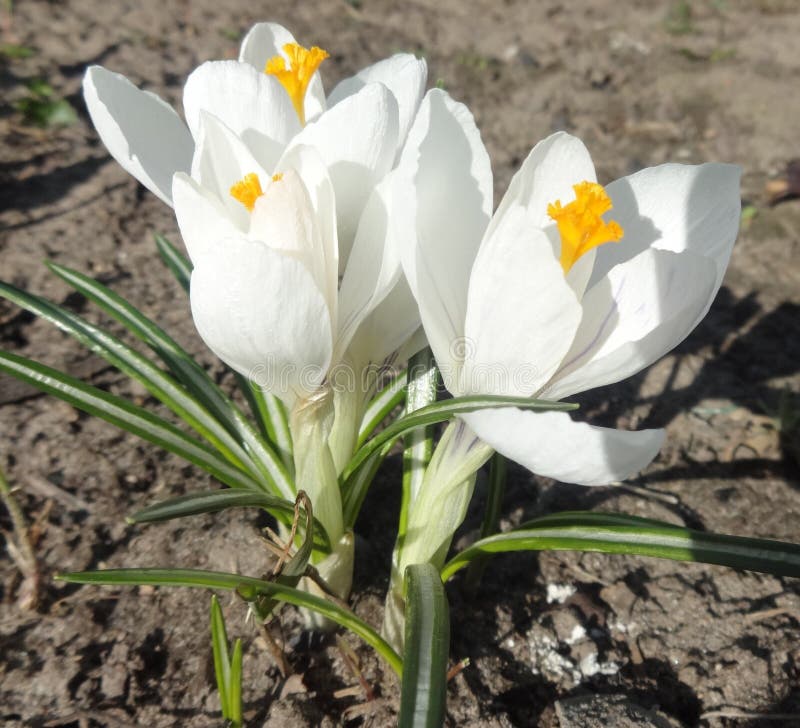 White crocus stock image. Image of flower, primrose - 199469631