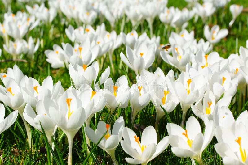White Crocus Royalty Free Stock Photos - Image: 24529408