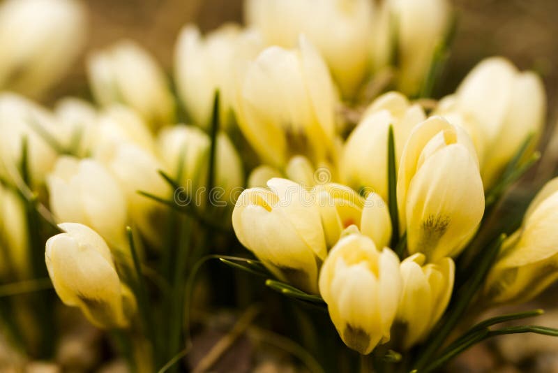White crocus stock image. Image of spring, corms, closeup - 29691957