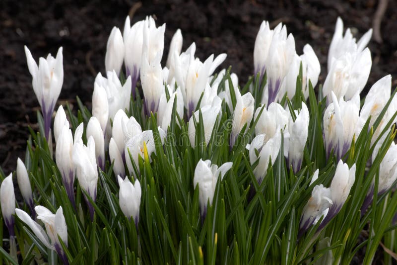 White crocus stock photo. Image of birth, gardening, flower - 4337040