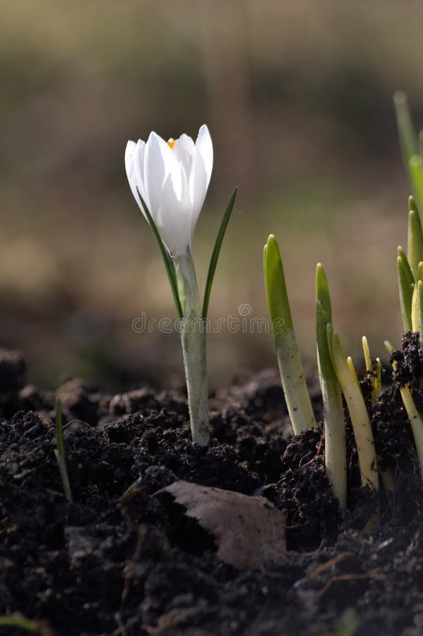 White crocus stock image. Image of garden, natural, grow - 4337043