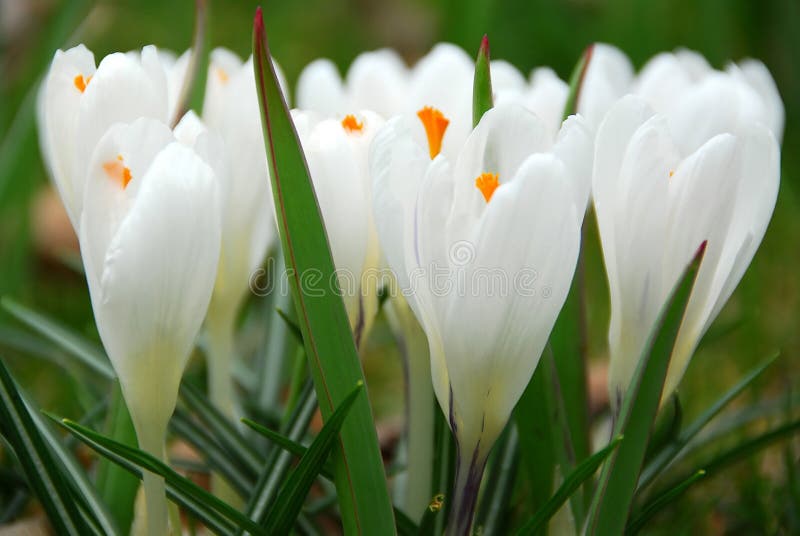 White crocus stock image. Image of close, grow, closeup - 637127