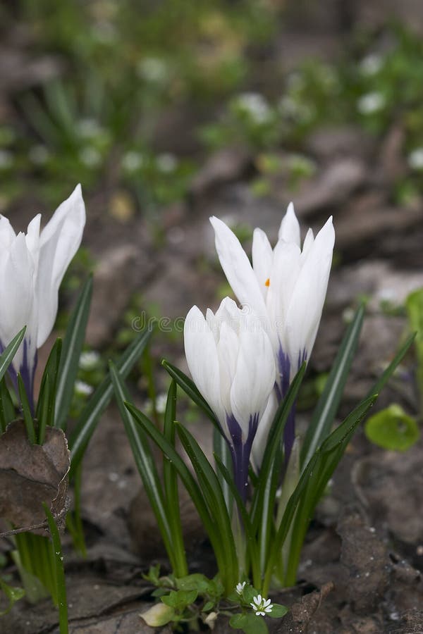 White crocus stock photo. Image of flower, blue, bloom - 668416