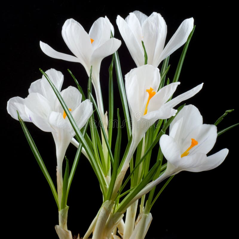 White crocus stock image. Image of easter, black, flowers - 8001737