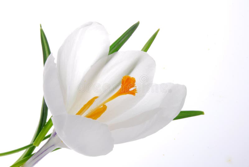 White crocus stock photo. Image of close, gardening, bright - 9051198