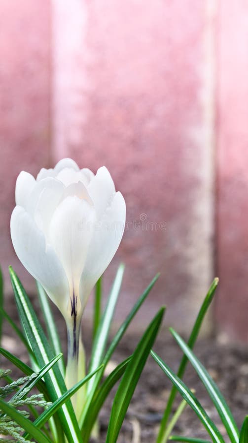 White Crocus Amid Pink Walls Stock Image - Image of march, light: 39413335