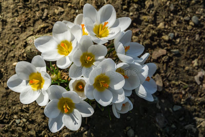 White Crocus Ard Schenk. Soft Focus of Spring Nature with Close-up of ...