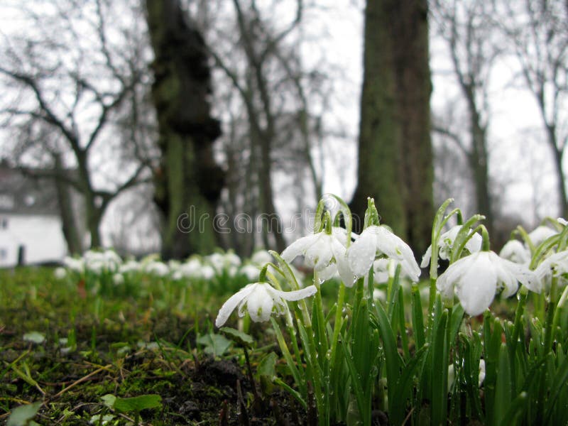White Crocus Blossoms Hang Low in Spring Rain Stock Image - Image of ...