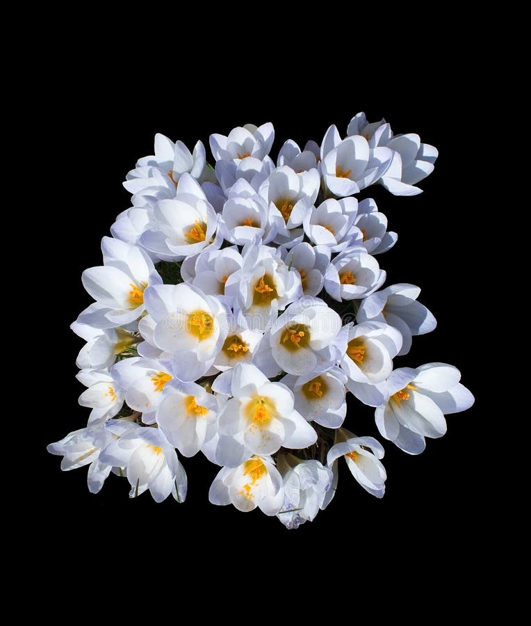 White crocus stock image. Image of colors, bloom, closeup - 69080247