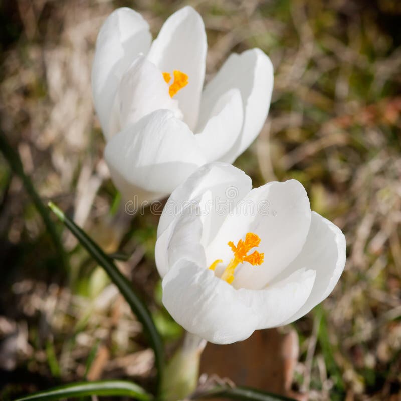 White Crocus (Crocus Heuffelianus) Stock Photo - Image of natural ...