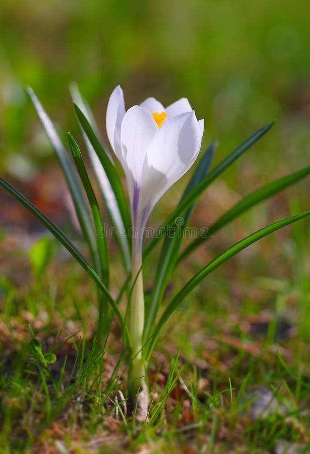 White crocus stock image. Image of stands, attractive - 63452131