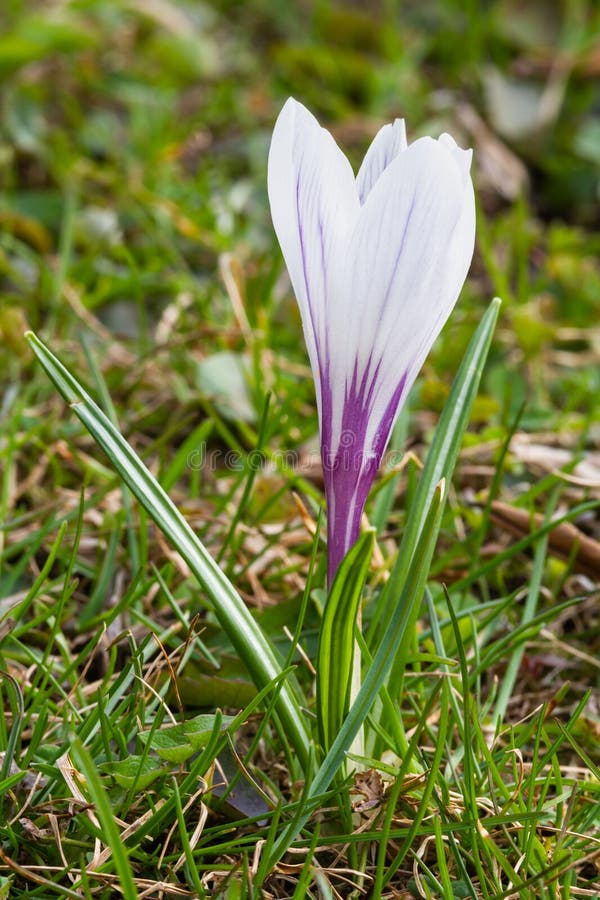 White crocus flower stock image. Image of color, beauty - 218991725