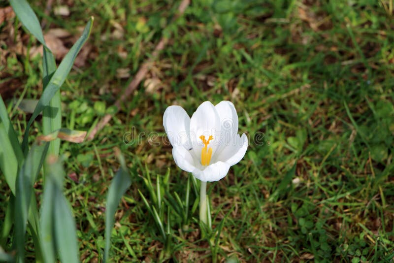 White Crocus Flower in a Garden Stock Image - Image of plant, floral ...