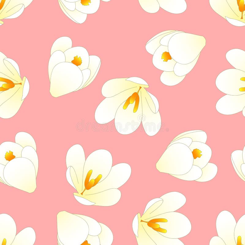 White Crocus Flower on Light Pink Background. Vector Illustration Stock ...