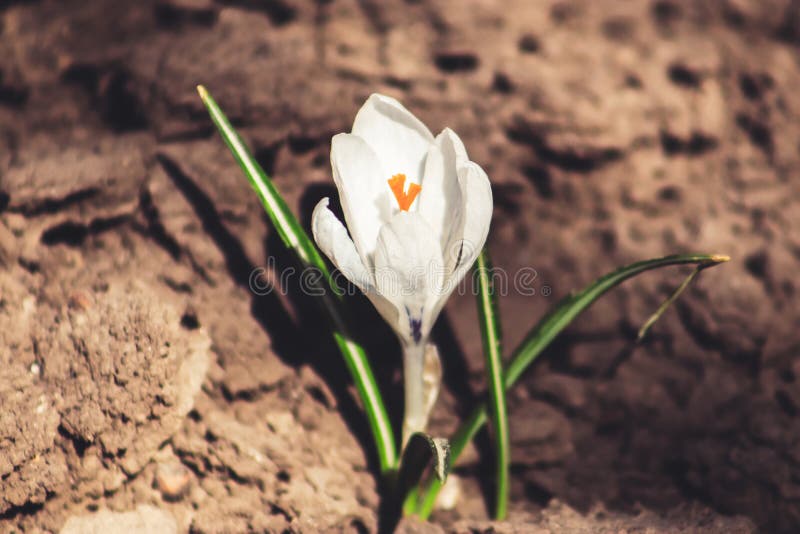 White crocus flower stock image. Image of crocus, beauty - 146575839