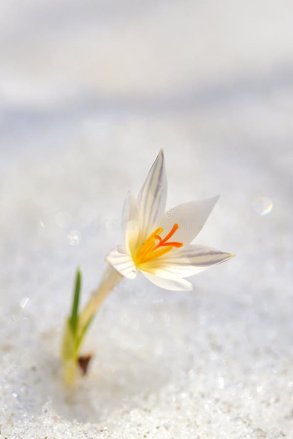 Crocus flower in the snow stock image. Image of snow - 36497327