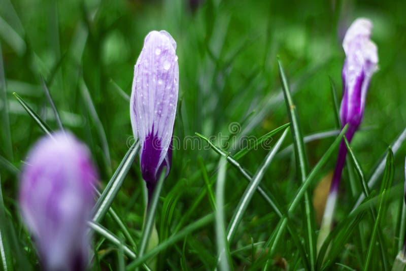 White Crocus Flower in Winter Stock Image - Image of winter, fights ...