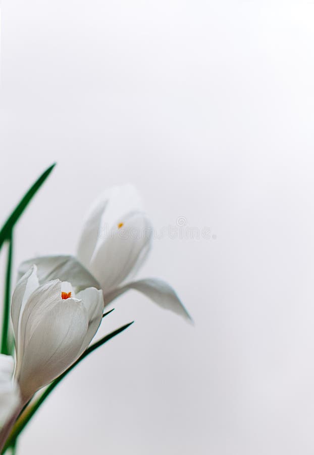 White Crocus Flowers on White Background Stock Photo - Image of fresh ...
