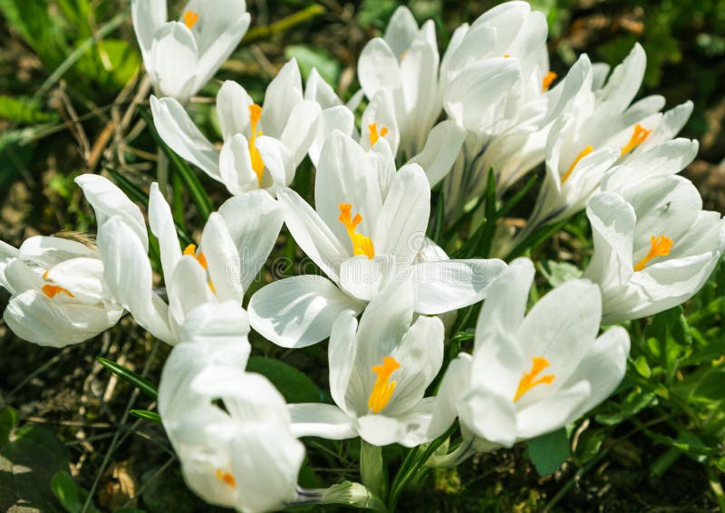 White Crocus Flowers Bloom in the Sunlight of a Spring Garden. Stock ...