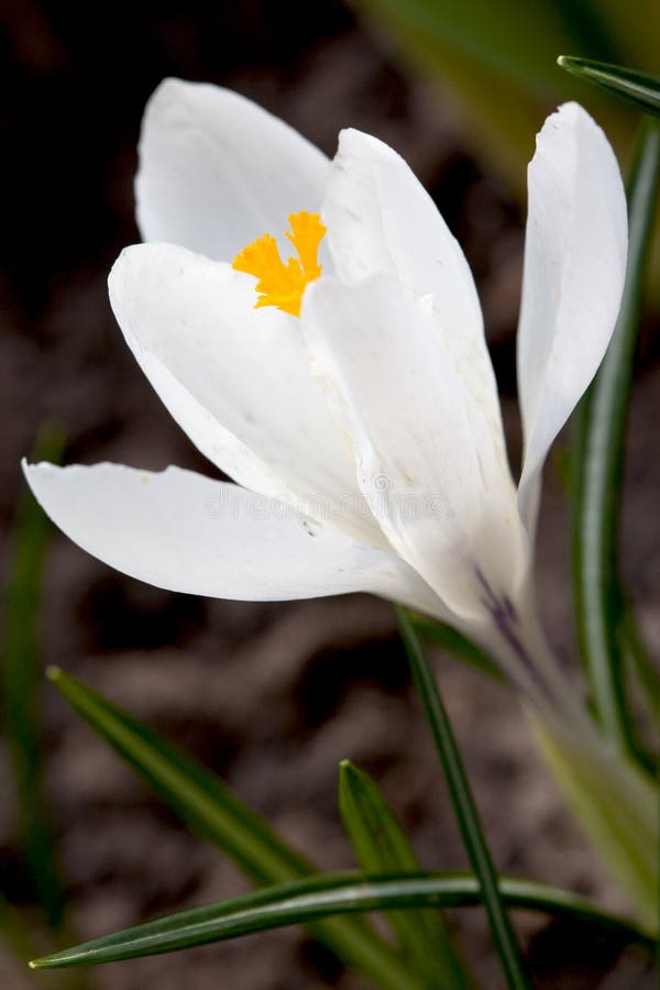 White crocus stock photo. Image of plant, soil, blurry - 189784442