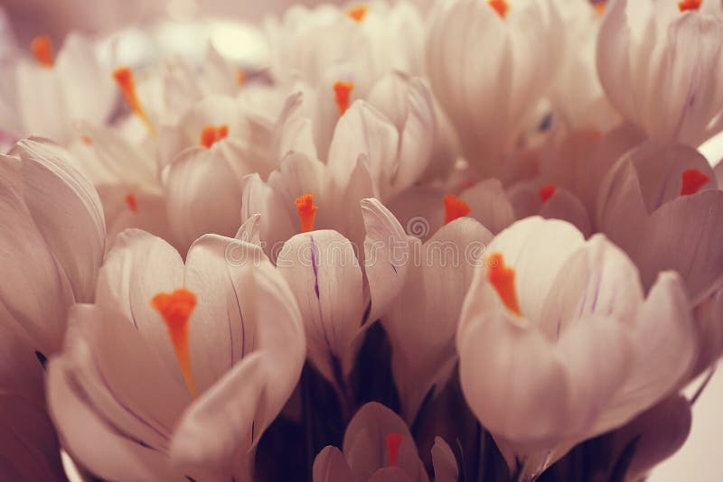 Crocus-snowdrops stock photo. Image of crocus, macro, fresh - 8585824