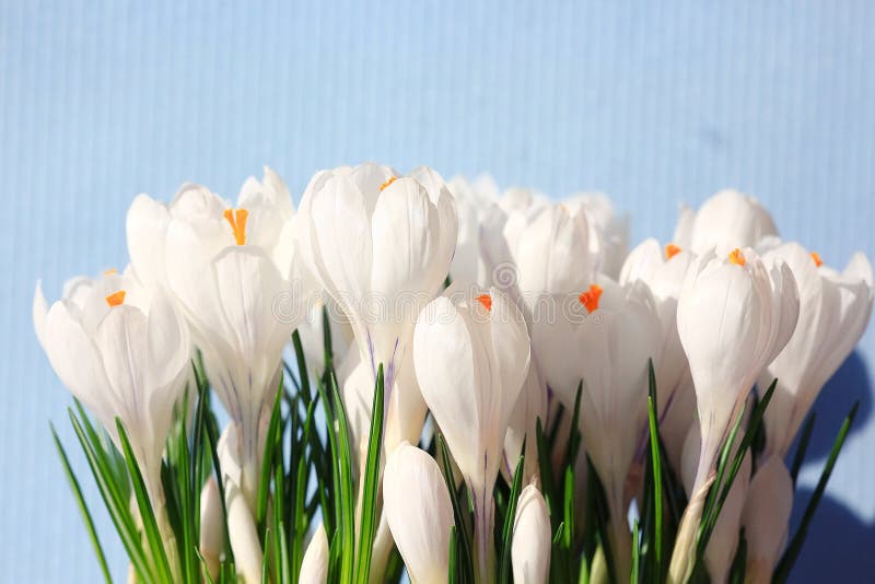 Crocus-snowdrops stock photo. Image of crocus, macro, fresh - 8585824