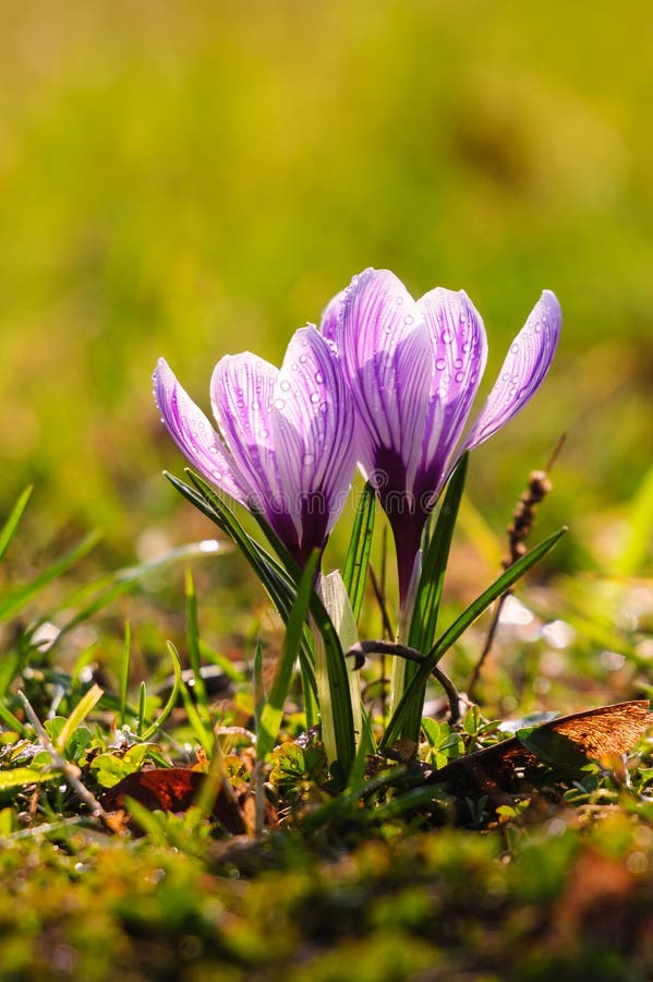 White Crocus - Spring Flower Stock Photo - Image of closeup, grass ...