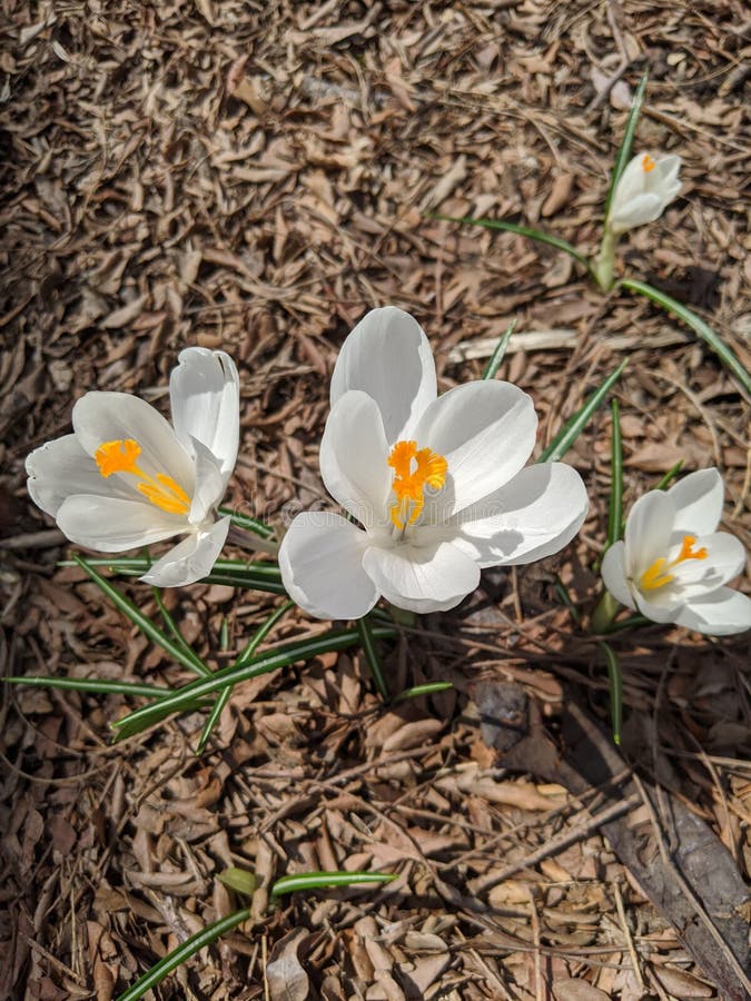White Crocus Spring Flowers in Chicago Stock Image - Image of floral ...