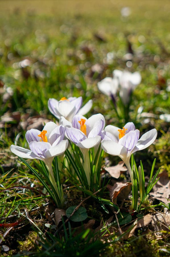 Crocus spring flower stock image. Image of flower, spring - 71469079