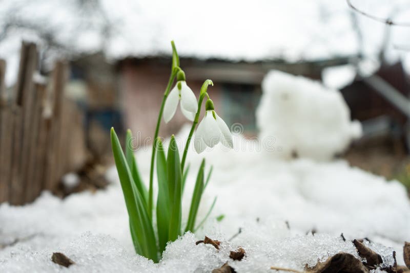 White Crocus Sprouted through the Snow and Blooms in Early Spring Stock ...