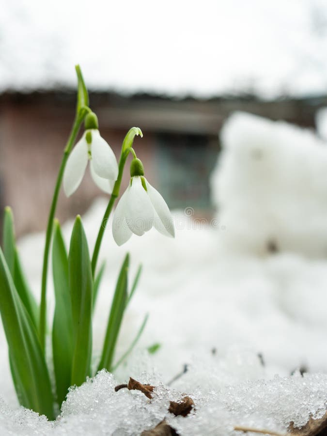 White Crocus Sprouted through the Snow and Blooms in Early Spring Stock ...