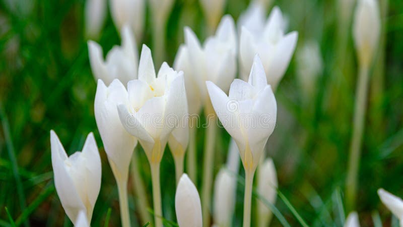 White Crocuses Appear between Brown Autumn Foliage Stock Image - Image ...