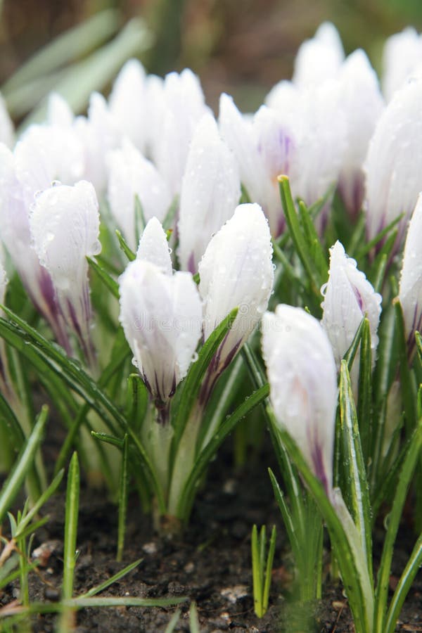 White crocuses stock photo. Image of crocus, background - 39983750