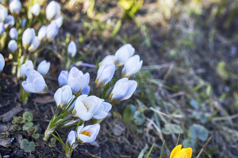White Crocuses are the First Spring Flowers Stock Image - Image of ...