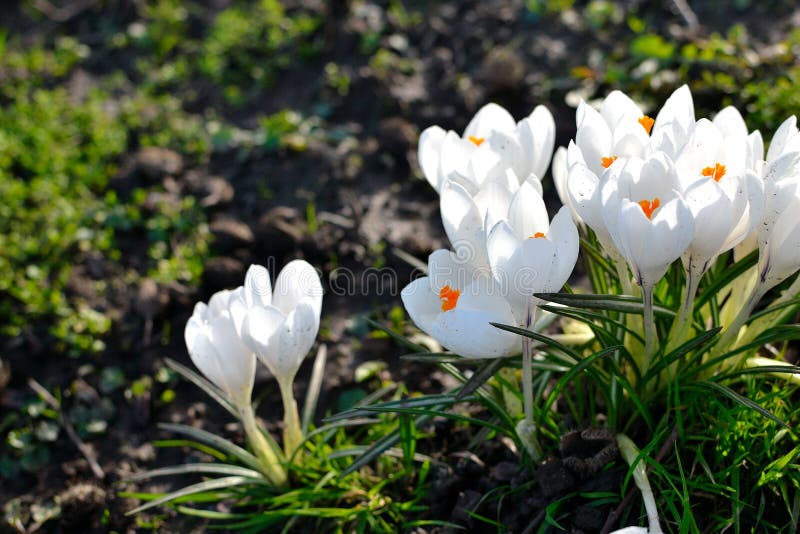 White crocuses stock image. Image of flowers, flower - 39185717
