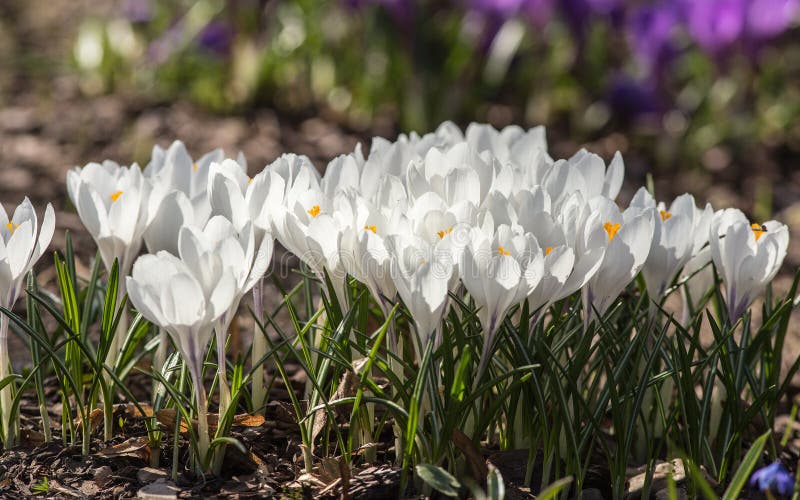 White crocuses in garden stock photo. Image of beauty - 88114122