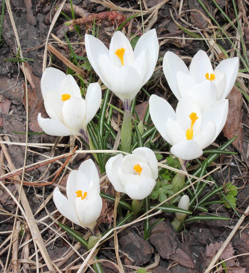 White crocuses stock photo. Image of holland, crocus - 51721138