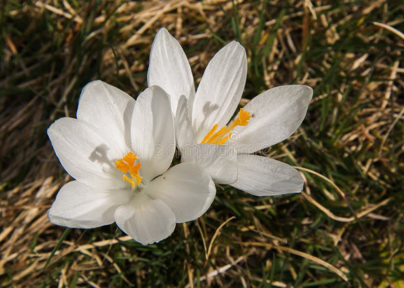 White crocuses stock photo. Image of beauty, growth, meadow - 69214144