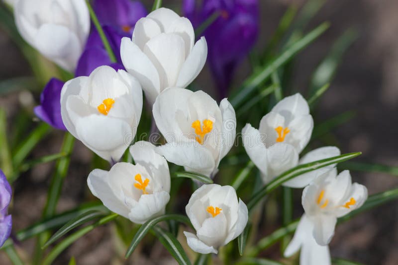 White crocuses close up stock photo. Image of plant - 112217384