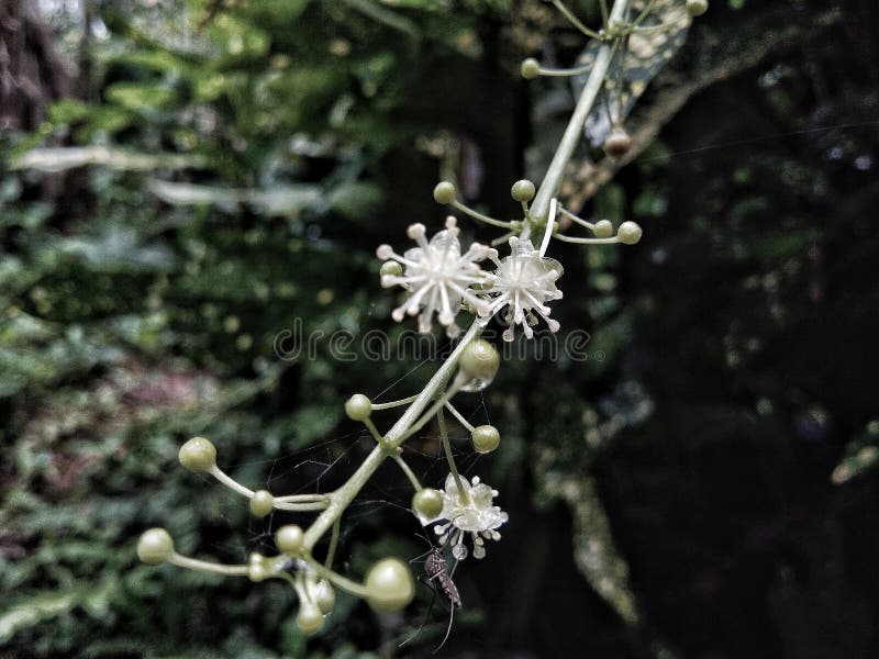 White croton flower stock photo. Image of white, croton - 95841908